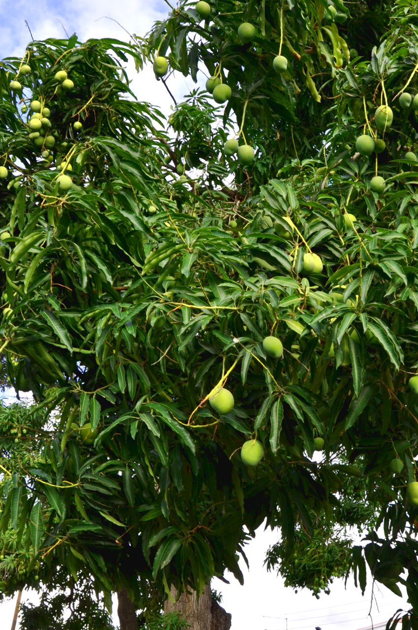 Variety of Life: Mangifera