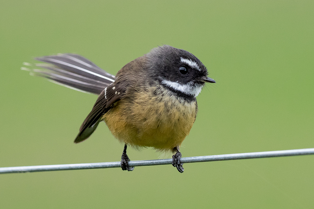The Ruins of the Moment: Pohangina Valley piwakawaka — Photos by Pete ...