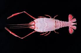 RareAquaticAnimals: Terrible Claw Lobster