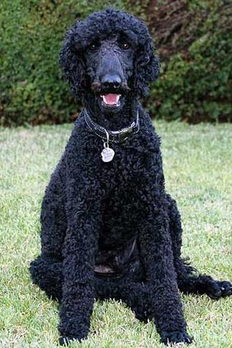 Raza de perros: Caniche o Poodle