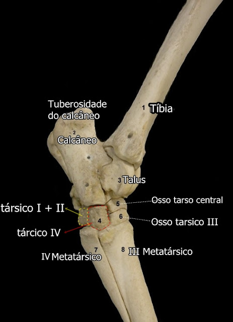 Curso de Medicina Veterinária: OSTEOLOGIA DO MEMBRO PÉLVICO