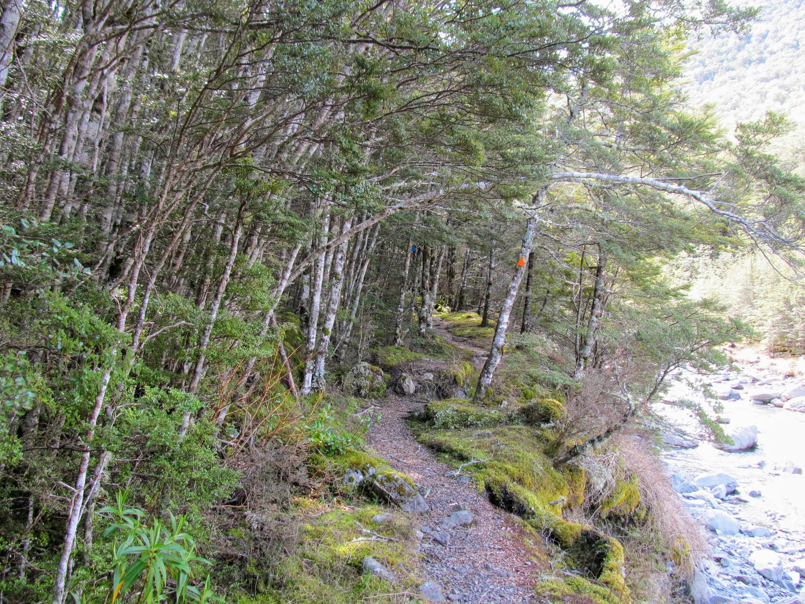 Tramping in the New Zealand backcountry: NZ Bush Adventures: Hawdon Hut ...