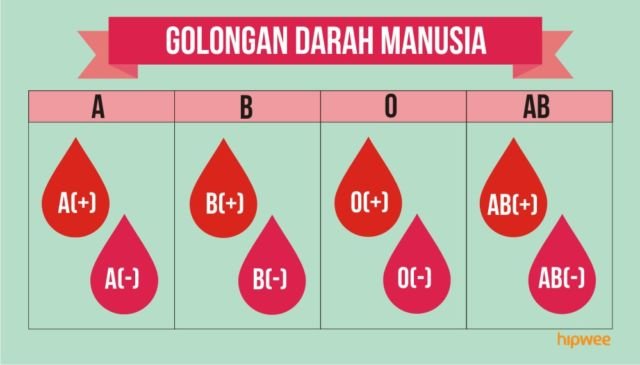 10 Fakta Pentingnya Tahu Tipe Rhesus Darah Kalian, Bukan Cuma Golongan ...