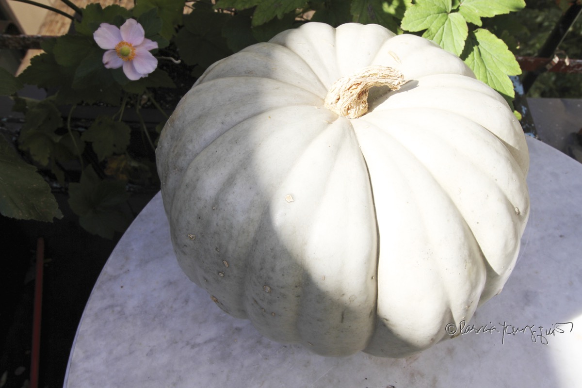 The Last Leaf Gardener: Honoring the (5) Great "new brand" Pumpkins ...