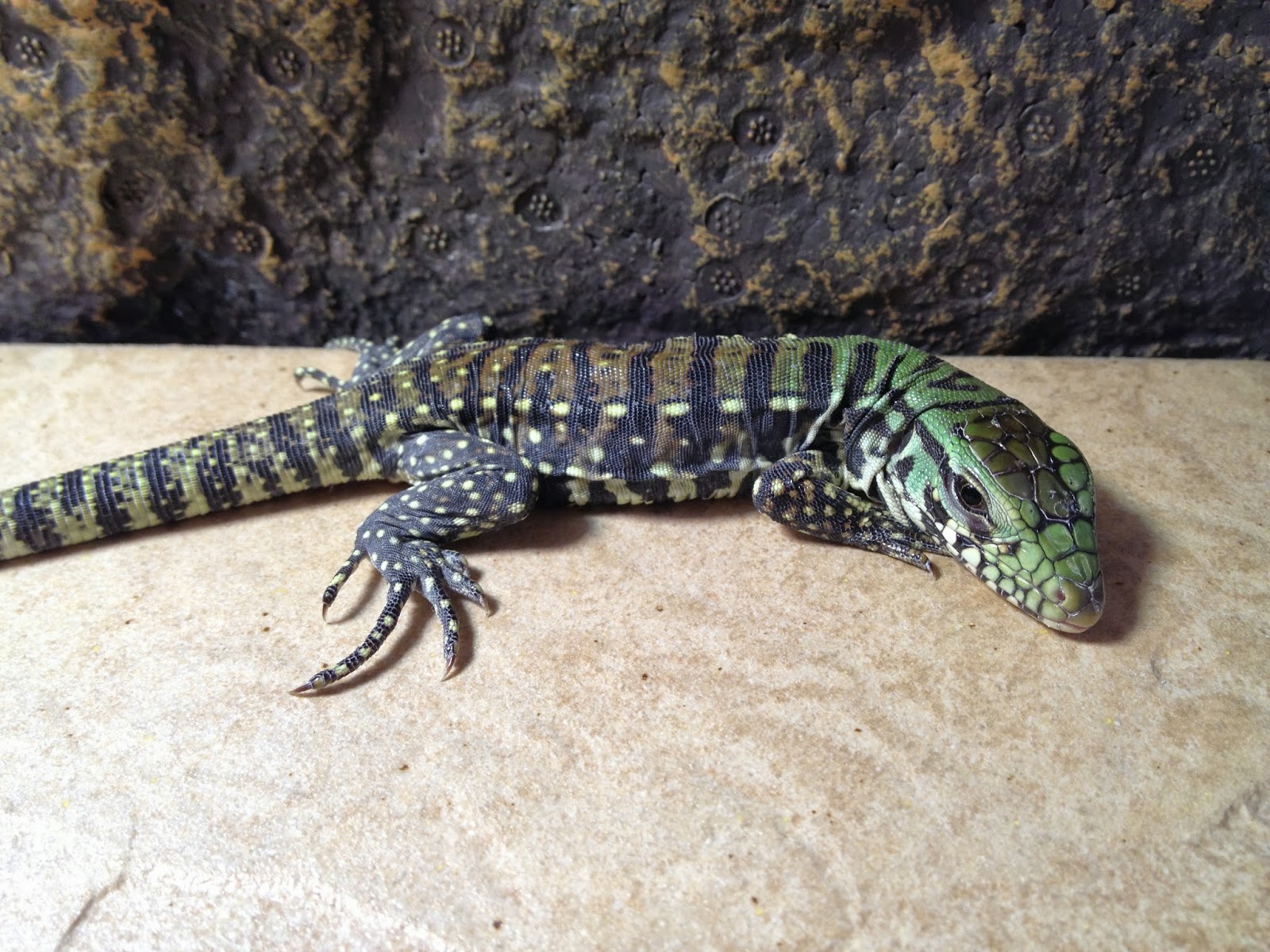 Tegu-ology: Chronicles of a Tegu