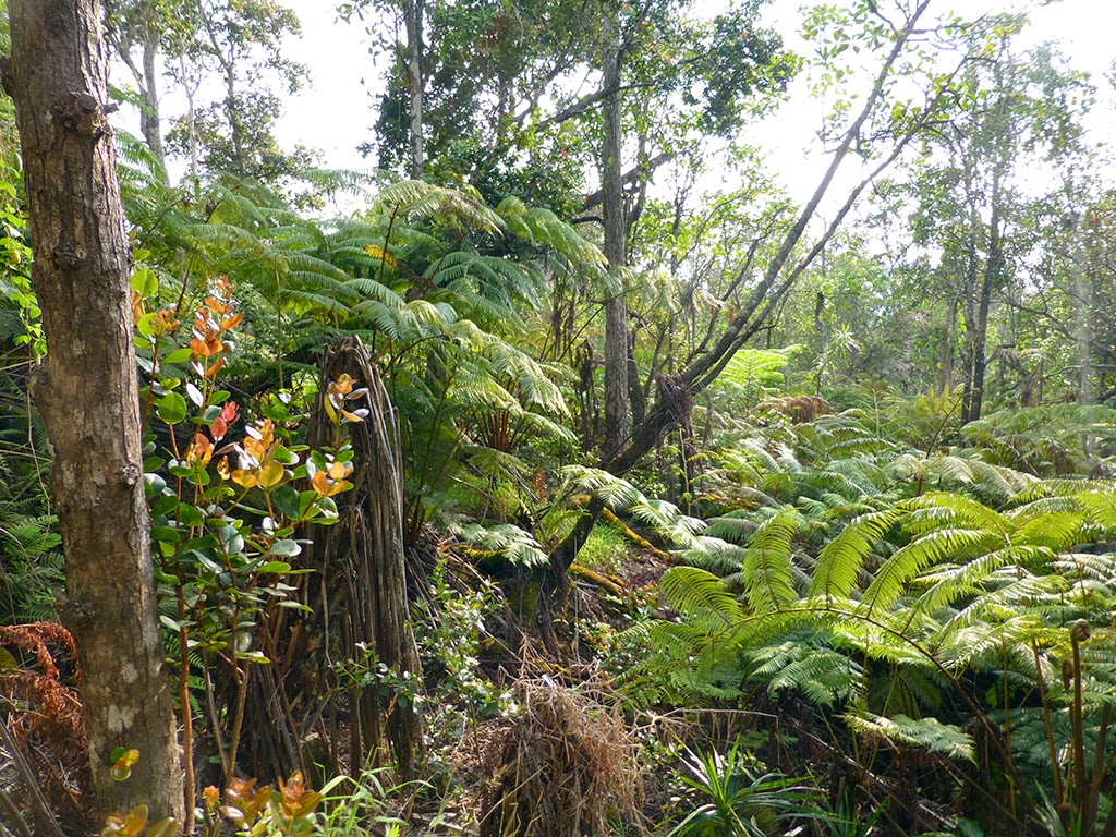 Hawaiian Cloud Forest - Kona: Hawaiian Language Resources