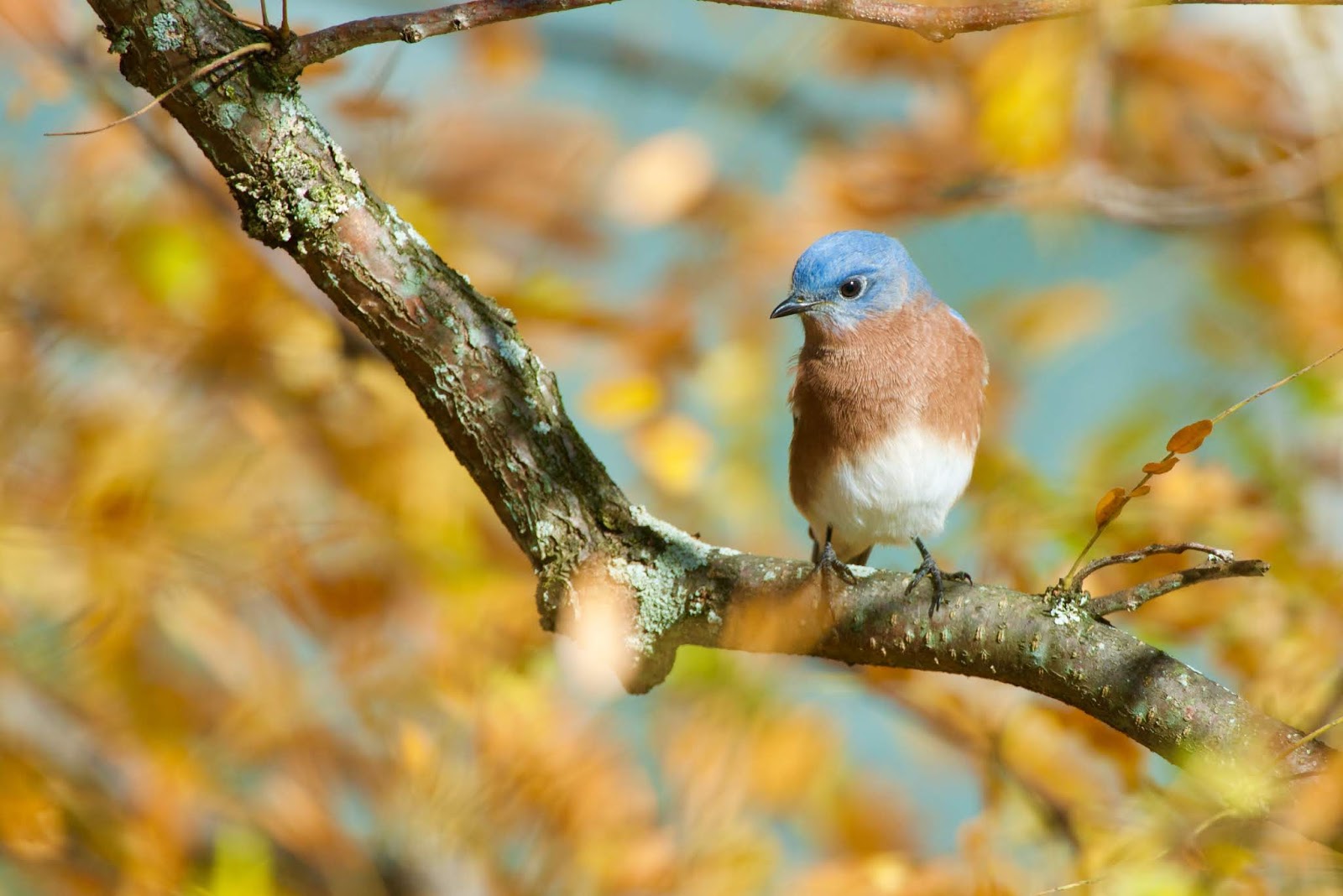 Merlebleu de l'est - Eastern Bluebird
