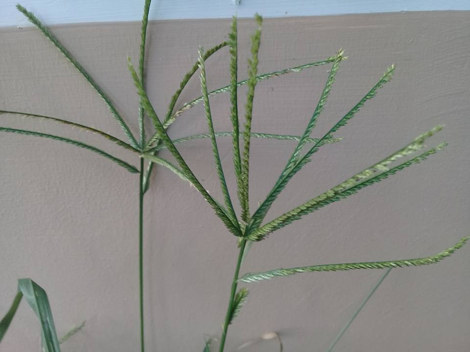 Goosegrass/Paragis- 10 Potential Health Benefits, Use and General ...