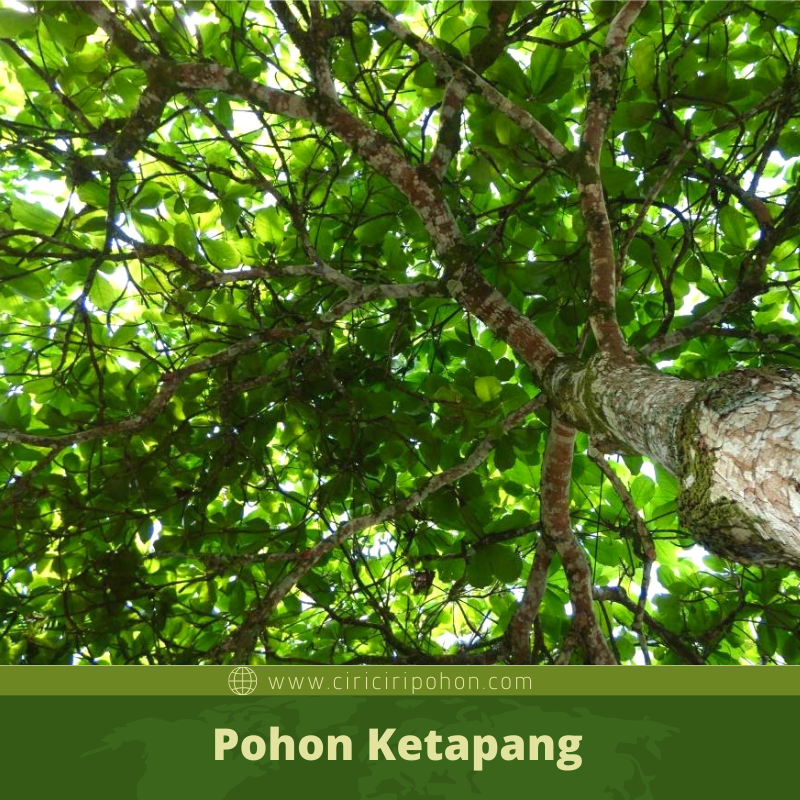 Inilah Kumpulan Penelitian Tentang Akar Pohon Ketapang - Ciriciripohon.com