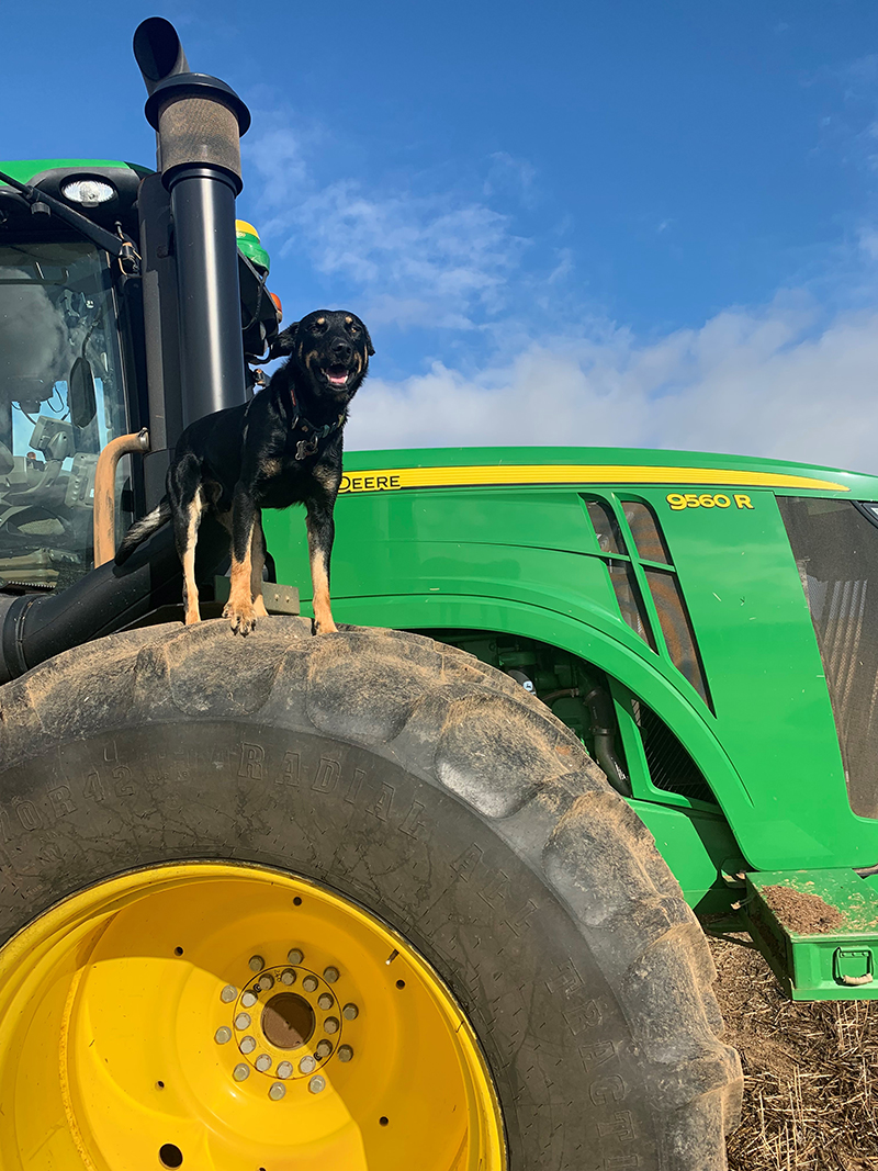 Competition to crown Australia's hardest Working Farm Dog | Australian ...
