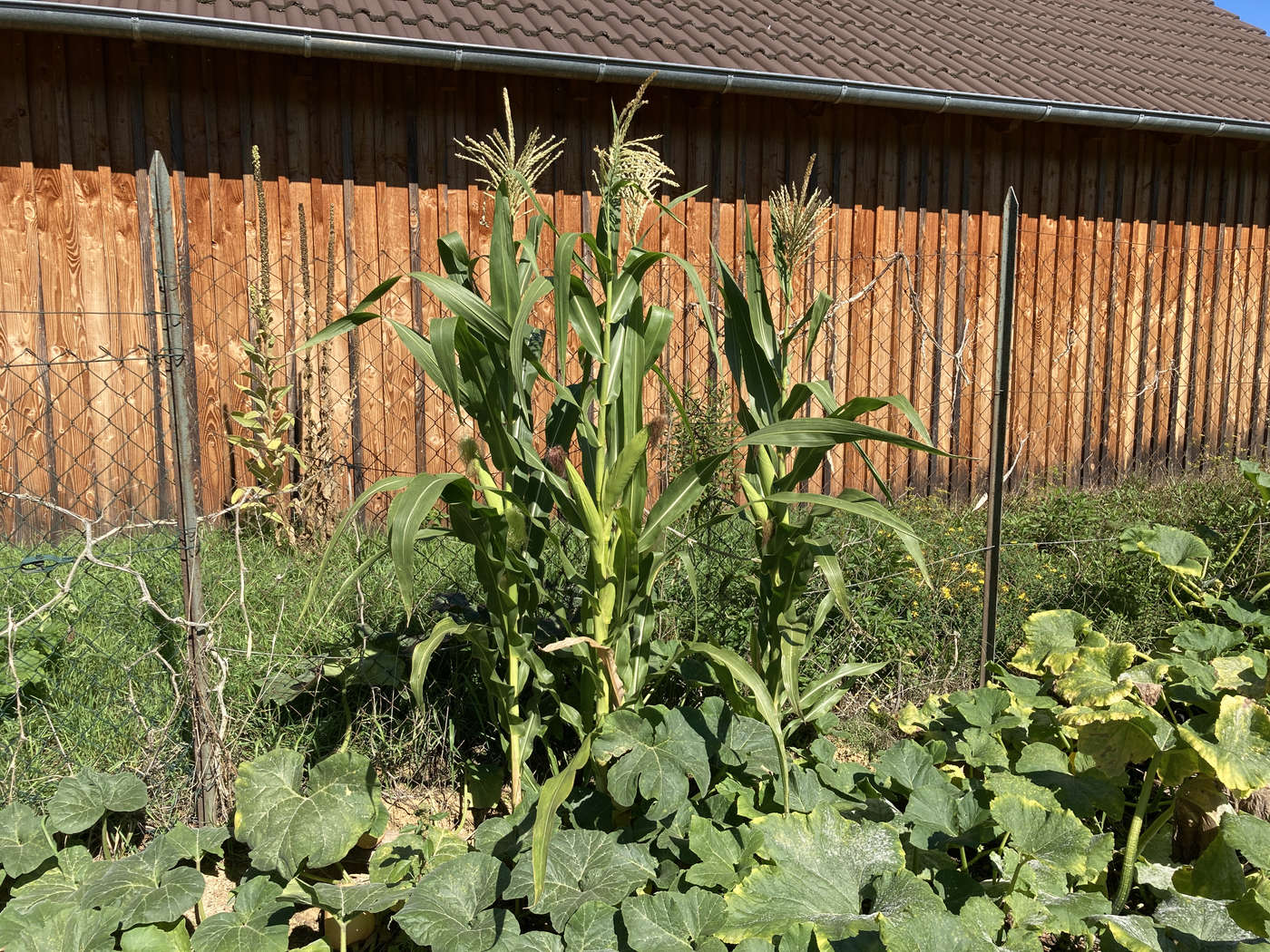 Gartenzone: Popkornmais, der auch poppt