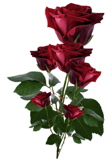 tube roses - Page 21