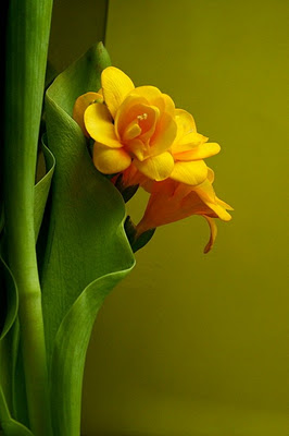 El Refugio de Lirtea: marzo 2014