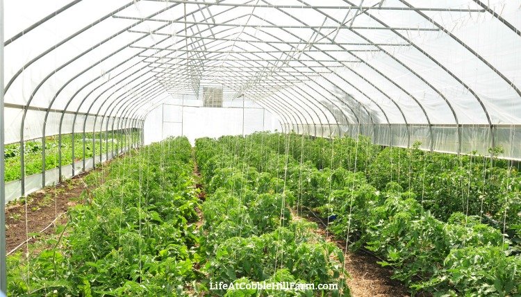 A Beginner's Guide To Homesteading In Your 40's or 50's | Life At ...