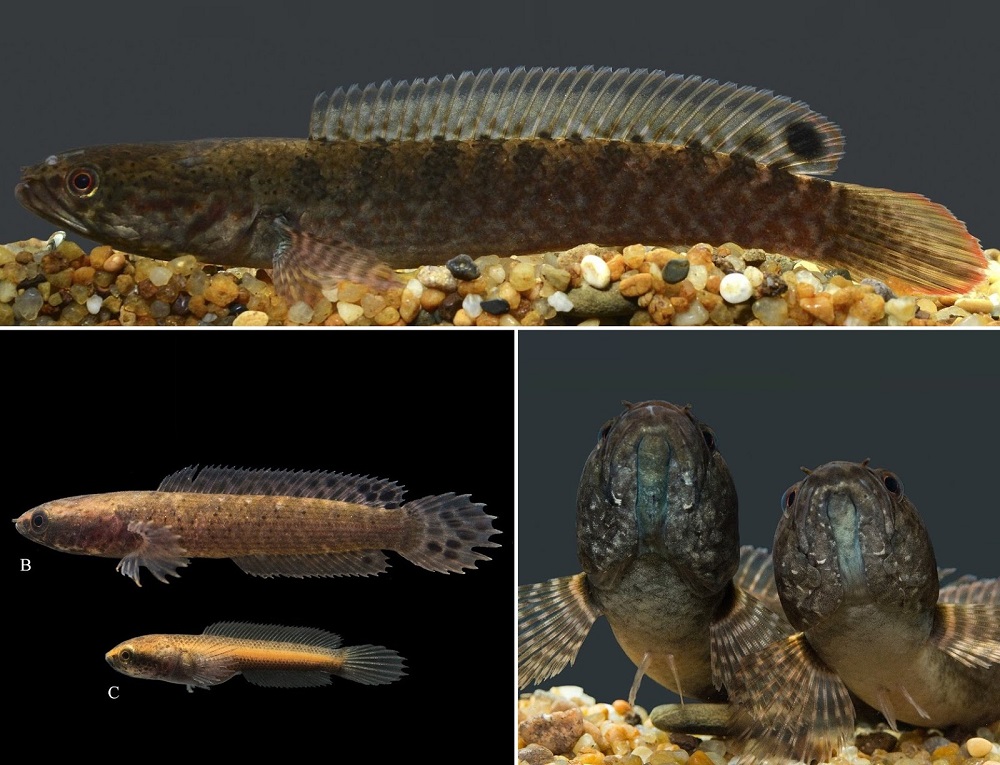 50 Jenis Ikan Channa yang Perlu Kamu Ketahui, Terlengkap Beserta Harga ...