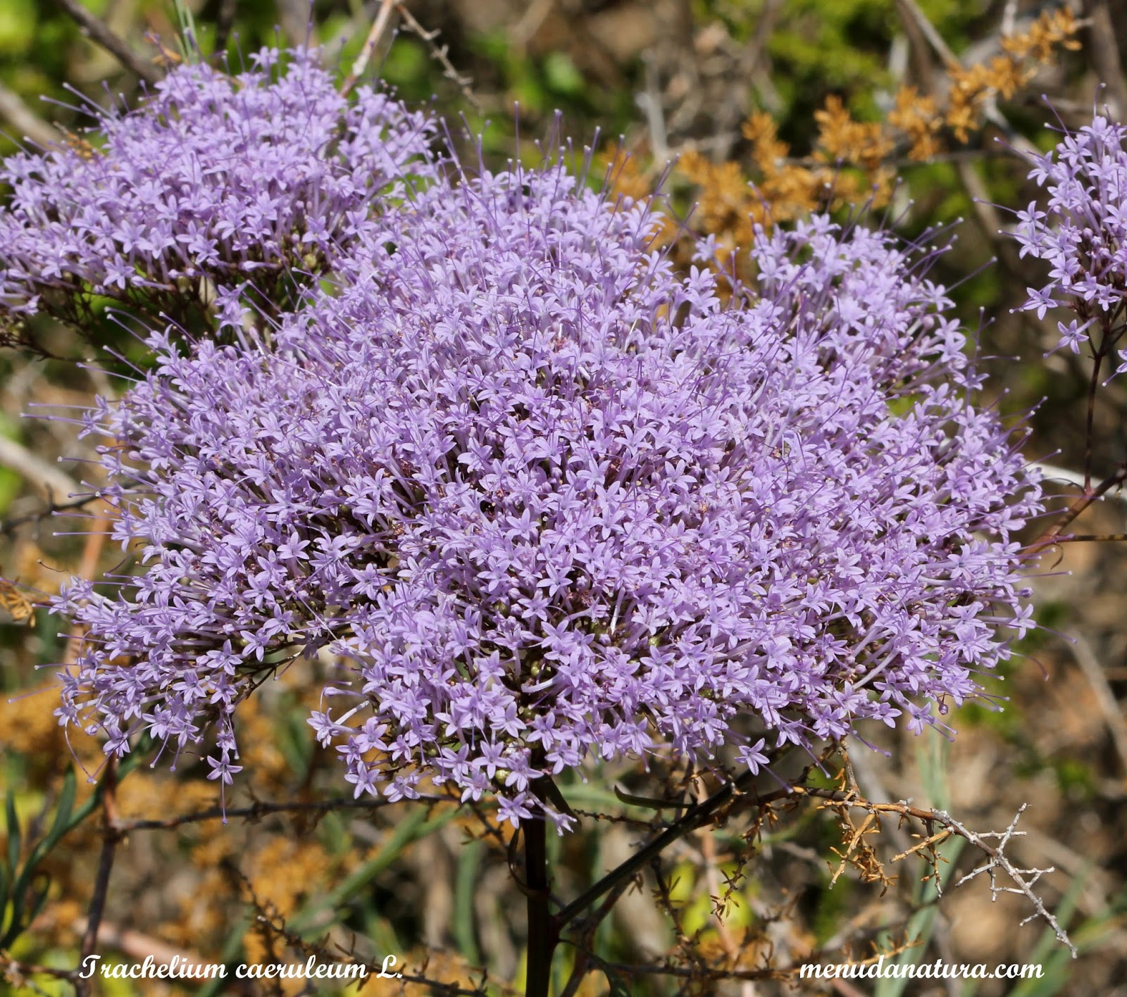 Menuda Natura: Trachelium caeruleum L.
