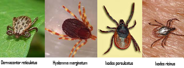 Zecche - come staccare una zecca e prevenire il morso