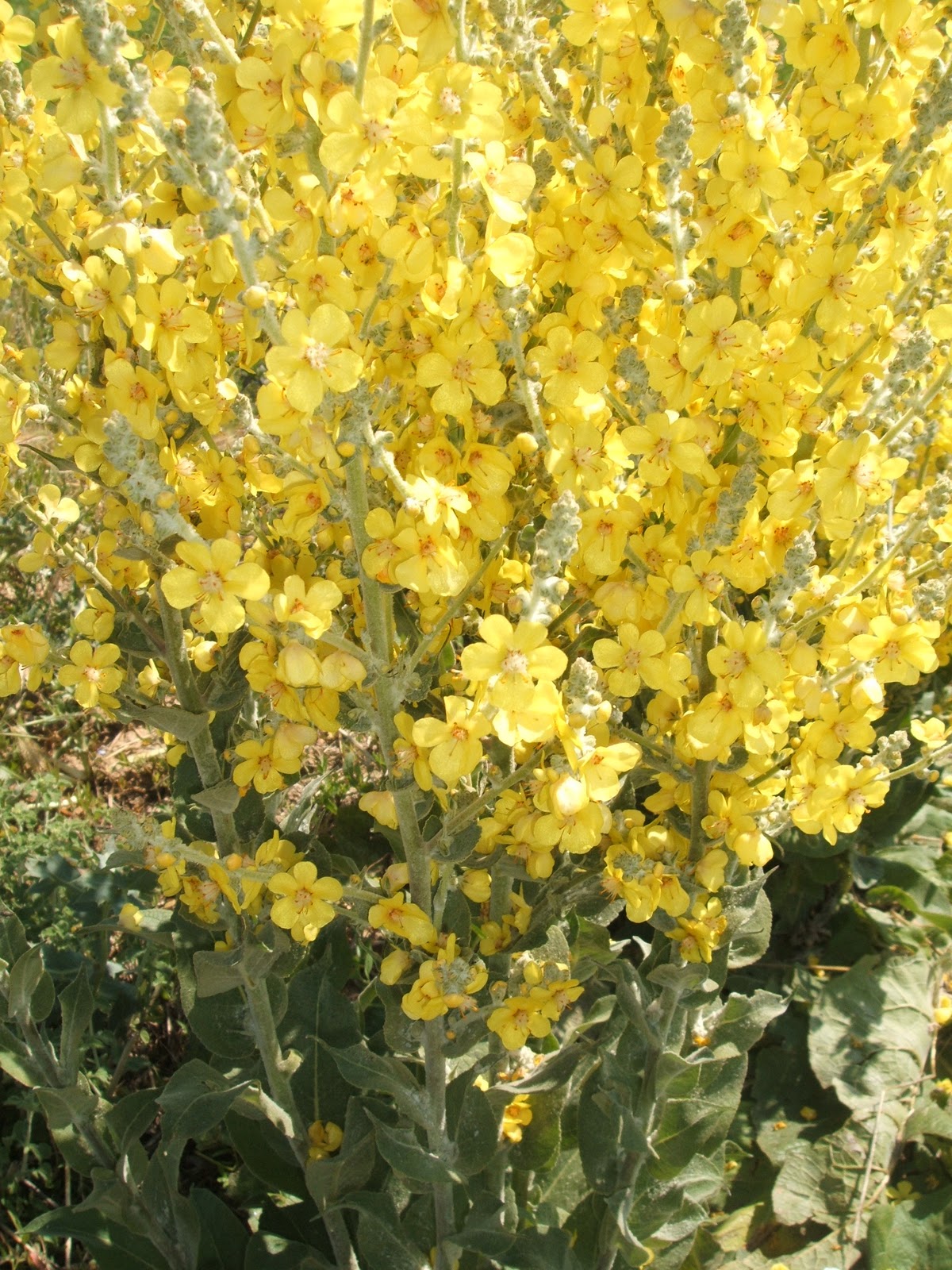 MARIYERBAS: MESES DE HIERBAS Y PLANTAS. LAS PLANTAS DE MI PUEBLO (I ...