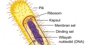 Teori Sel, Jenis, Struktur dan Fungsi Bagian-bagian Sel, Transpor ...
