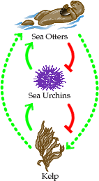 Figure illustrating how kelp and sea otters support each other through ...