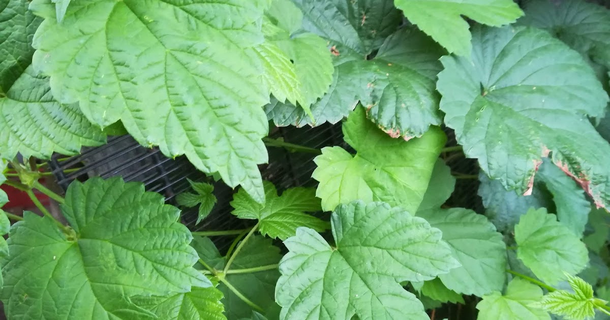 Rohtaias.: Harilik humal Humulus lupulus