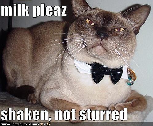 funny cat pictures with captions