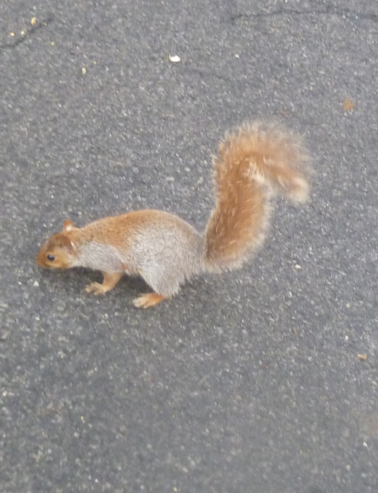 The New York Squirrel: Is Orange the New Black?