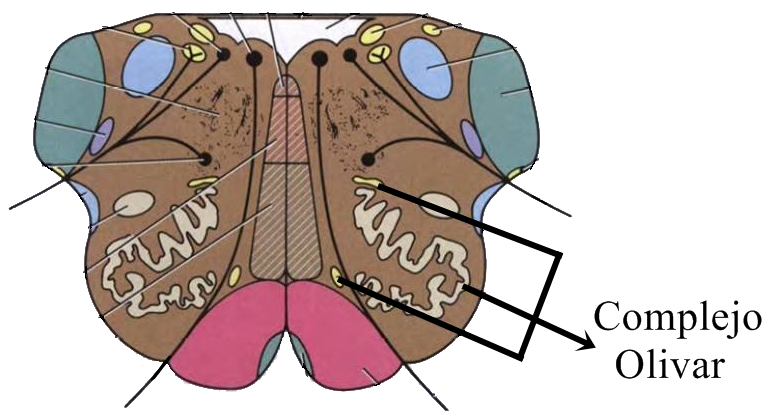 Bulbo Raquídeo ~ Biopsicosalud