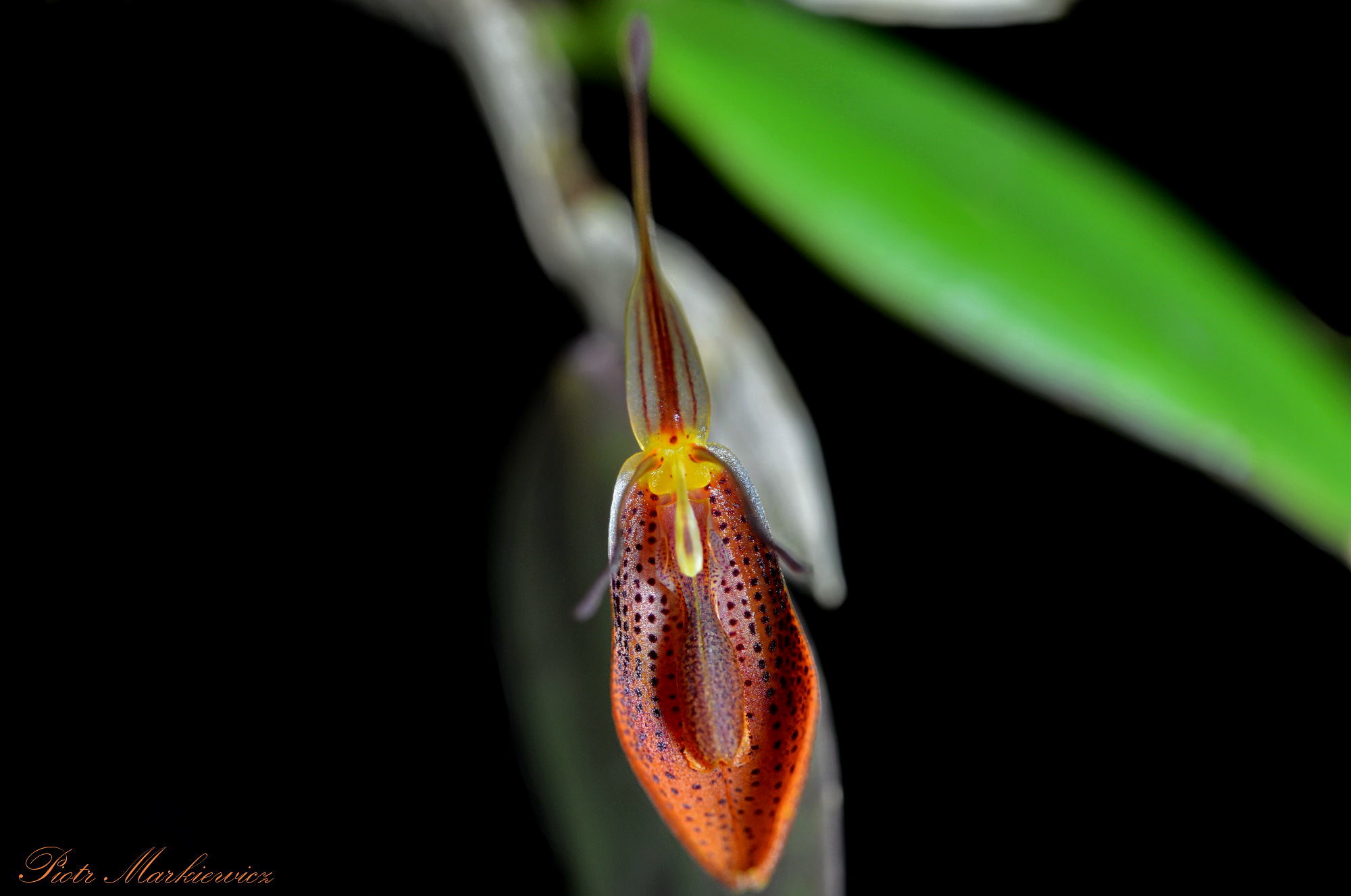 Restrepia mohrii care and culture | Travaldo's blog