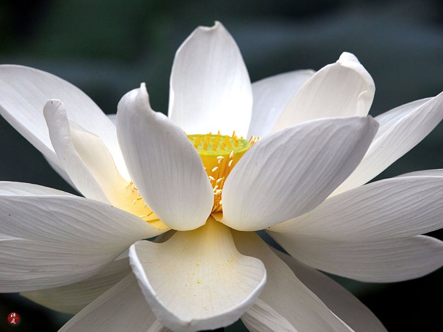 FROM THE GARDEN OF ZEN: August 2012