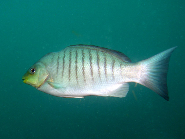 Luderick - Fishes World - HD Images & Free Photos