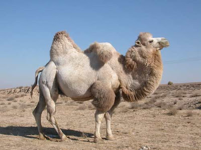 The Bactrian Wild Camel | The Wildlife