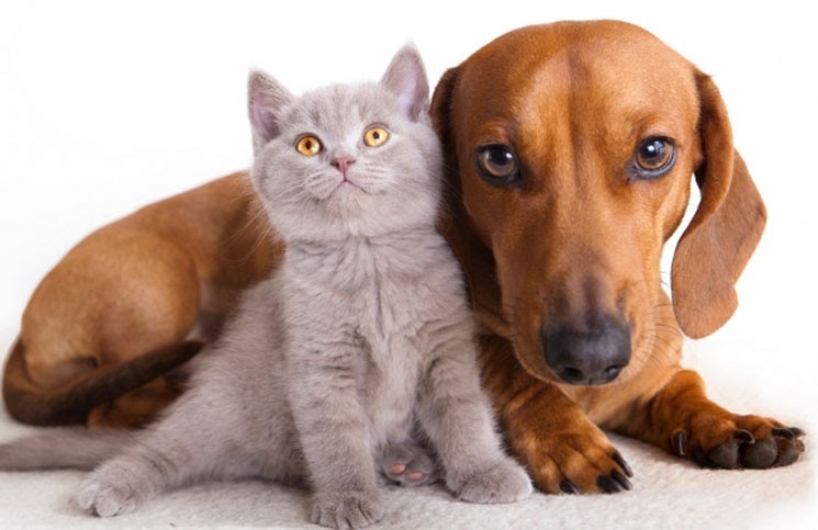happy Paws: Gato vs. perro: ¿Cuál es la mejor mascota para mí?