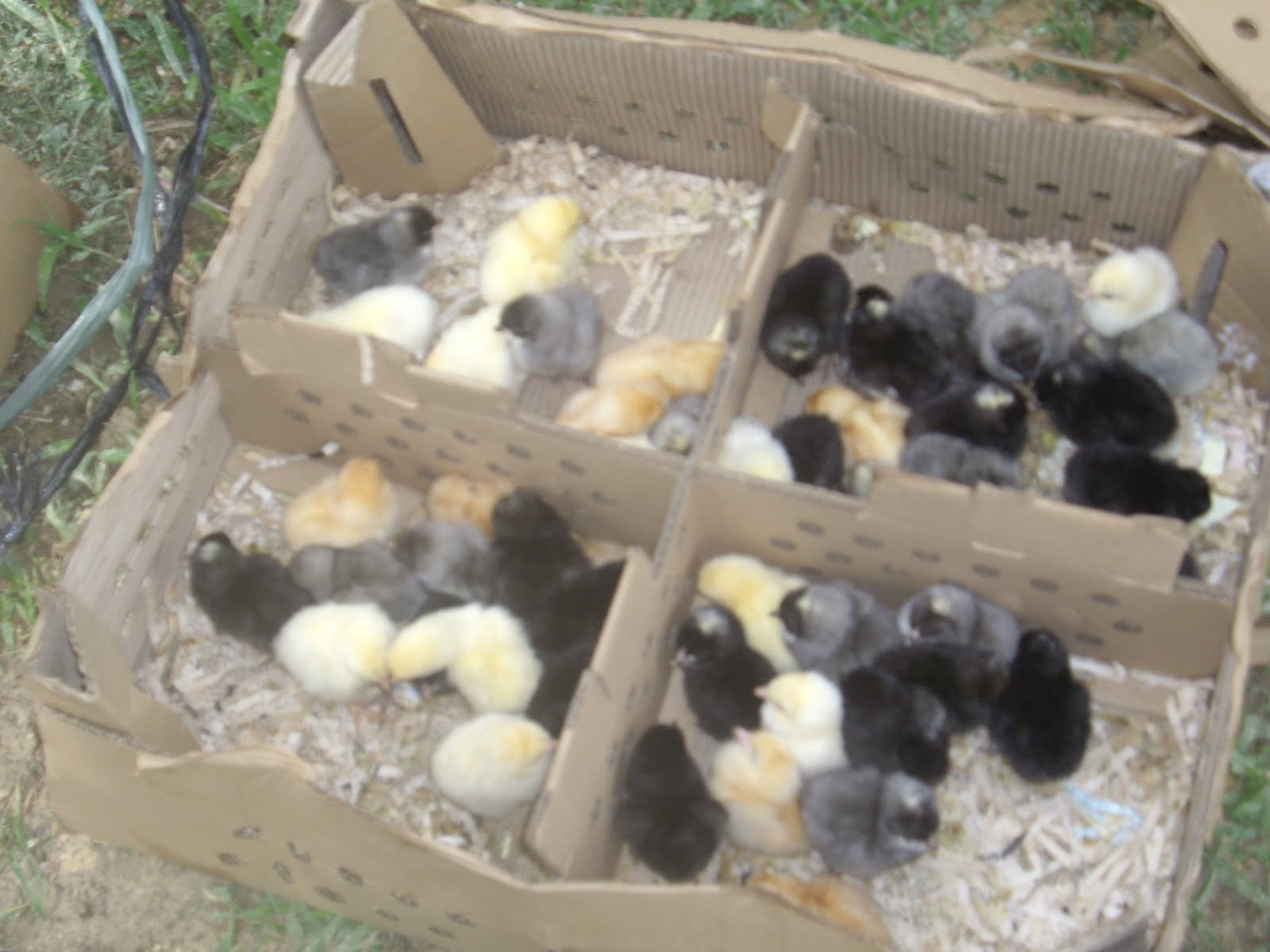 Jonabe Freerange Chicken: The first Dominant CZ in Cebu Island