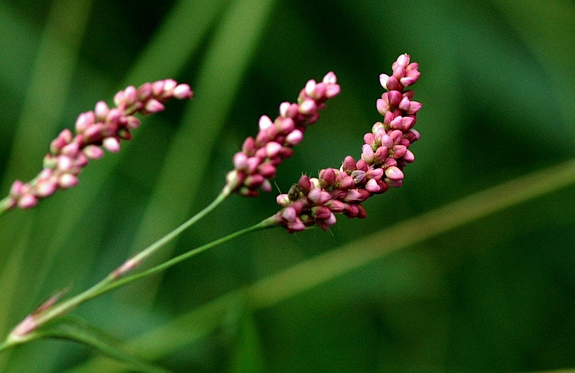 Field Biology in Southeastern Ohio: A Few Smartweeds