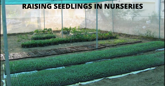 RAISING SEEDLINGS IN NURSERIES
