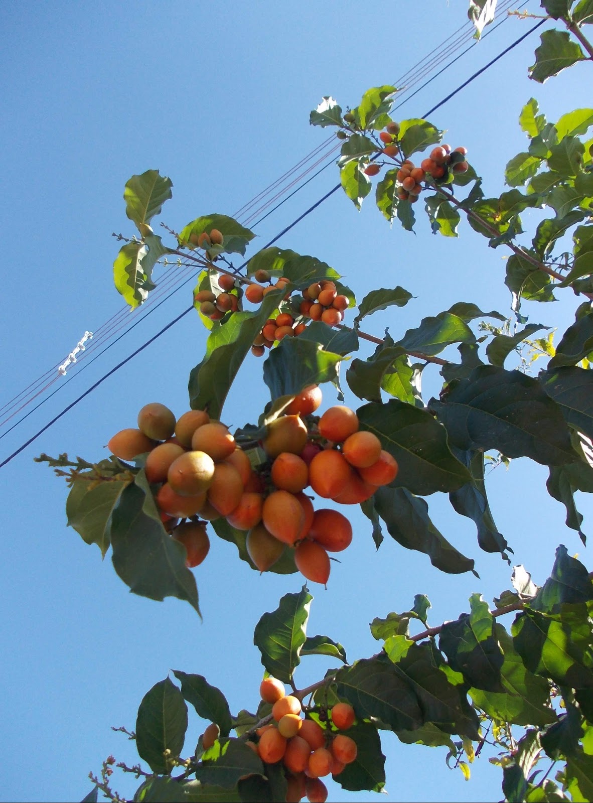 Andanças: Arbusto exótico: Tâmara Espanhola