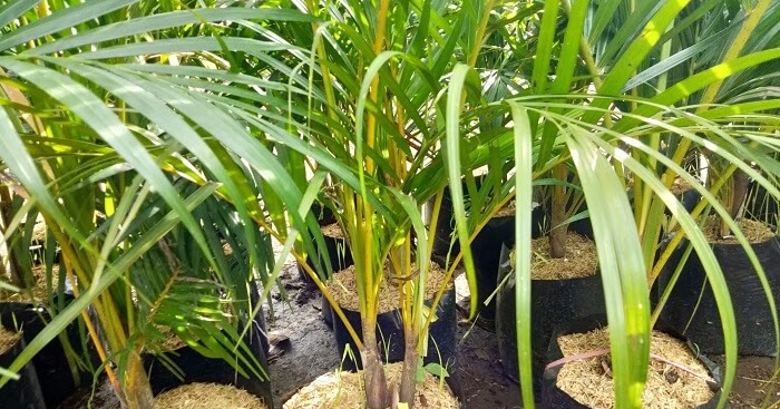 Harga Palem Kuning Tinggi 1 Meter | Jual Palem Kuning