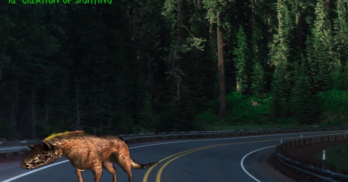 Shunka Warakin Sighting Report! ~ The Crypto Crew