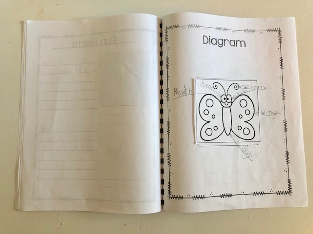 Primary Graffiti: Informational Writing