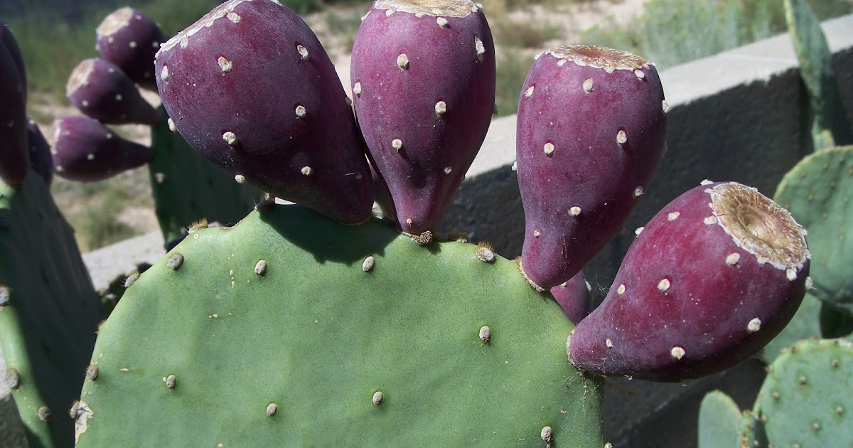 Trees That Please Nursery: 30 Days of Fall Foliage, Sunday November 18th.