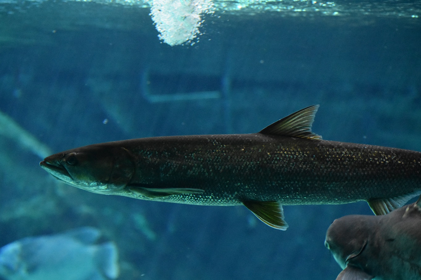 ZOOTOGRAFIANDO (6.096 ANIMALS): CARPA DE MEJILLA AMARILLA / YELLOWCHEEK ...