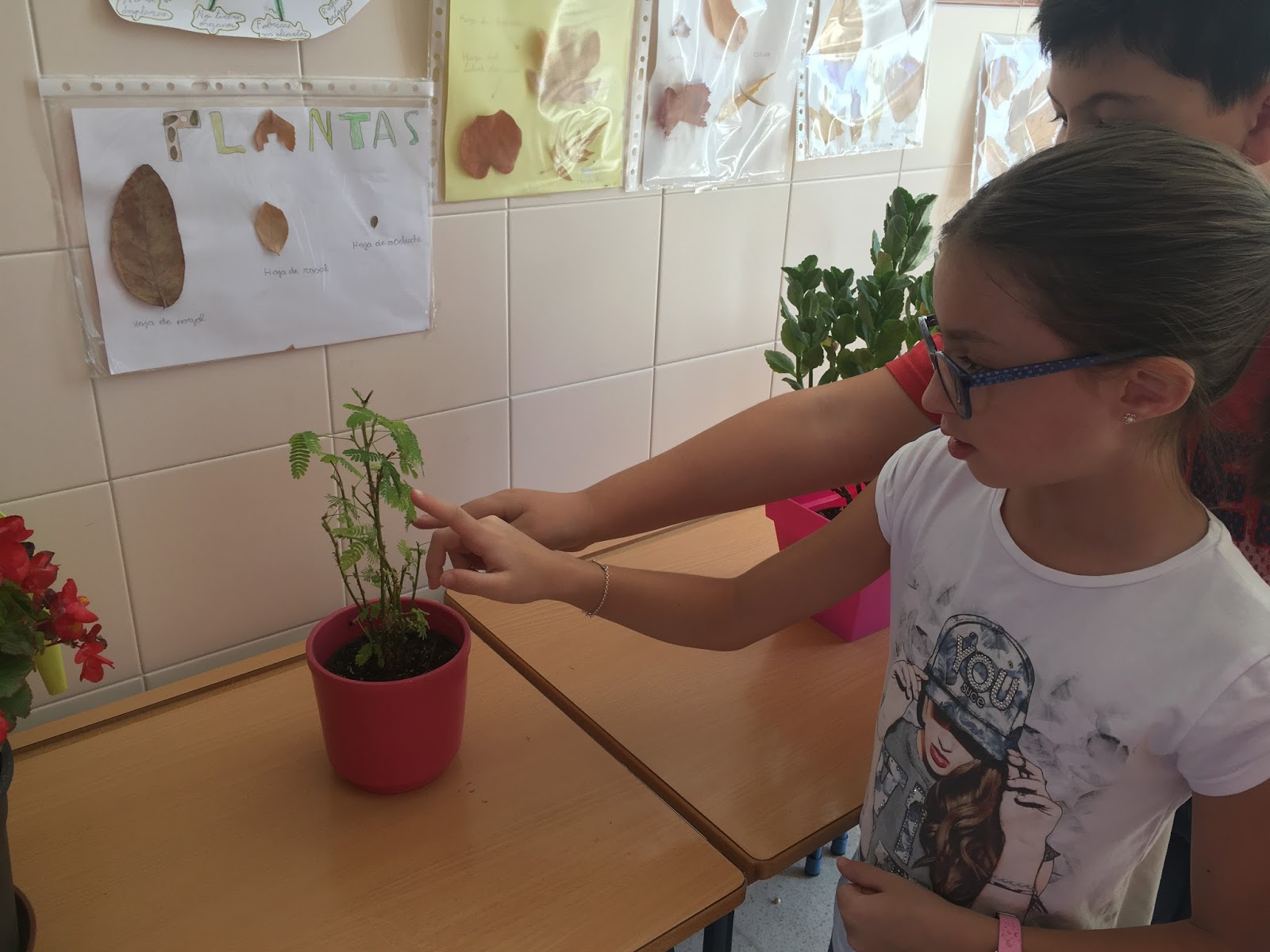 Los listillos de la clase: EXPERIMENTANDO CON LAS PLANTAS