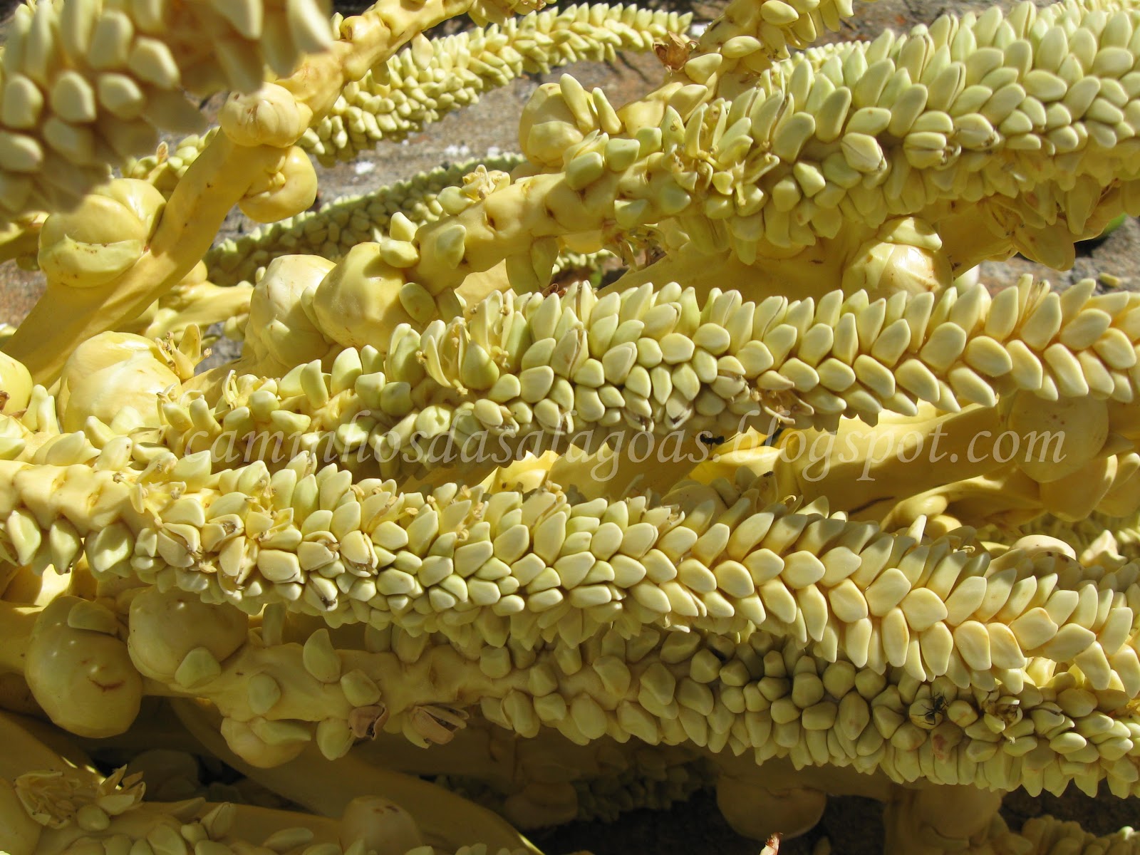 Caminhos Das Alagoas e Cia: Coqueiral das Alagoas