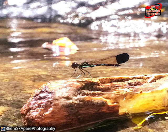 Crafted in a Marvelous Design: Nature's Beauty at Lampanag Ridge ...