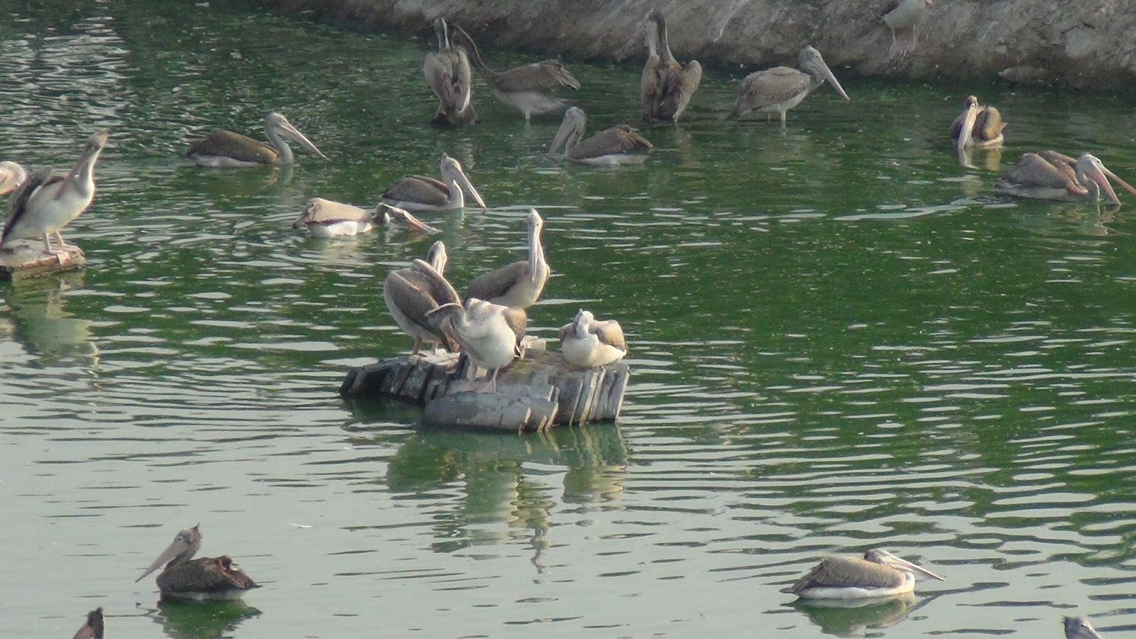Return To Hyderabad: Uppalapadu Bird sanctuary must see