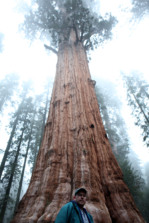 SixthSense Social Welfare Trust: The giant tree