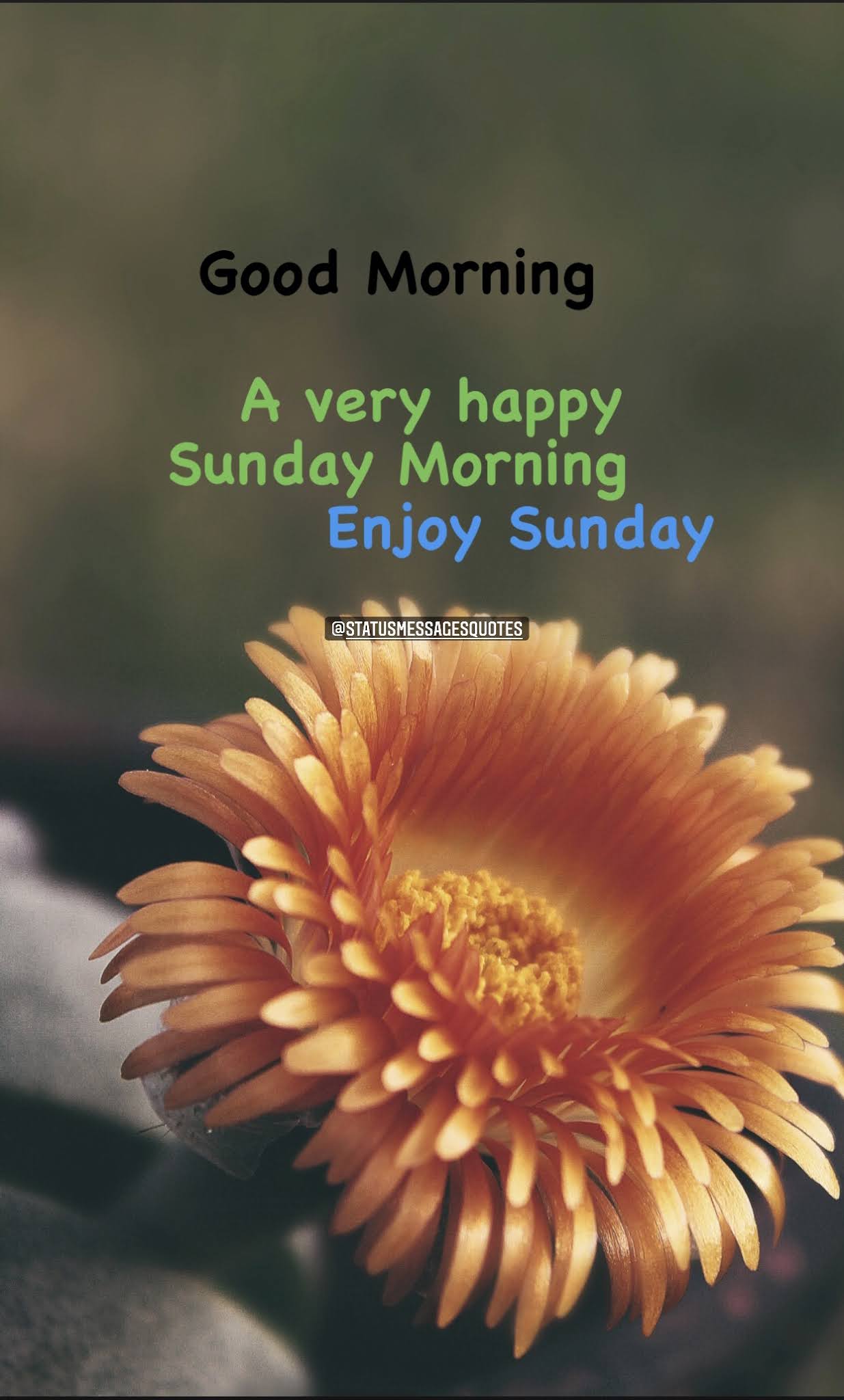 Start your day with smile! Free Good Morning Sunday Images and Quotes