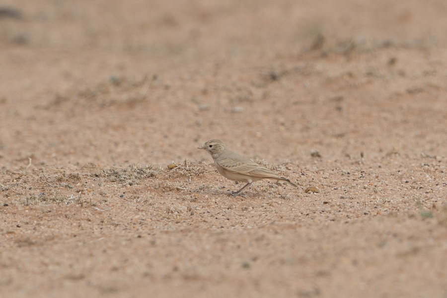 Birds of Saudi Arabia: Larks – Ushaiqer