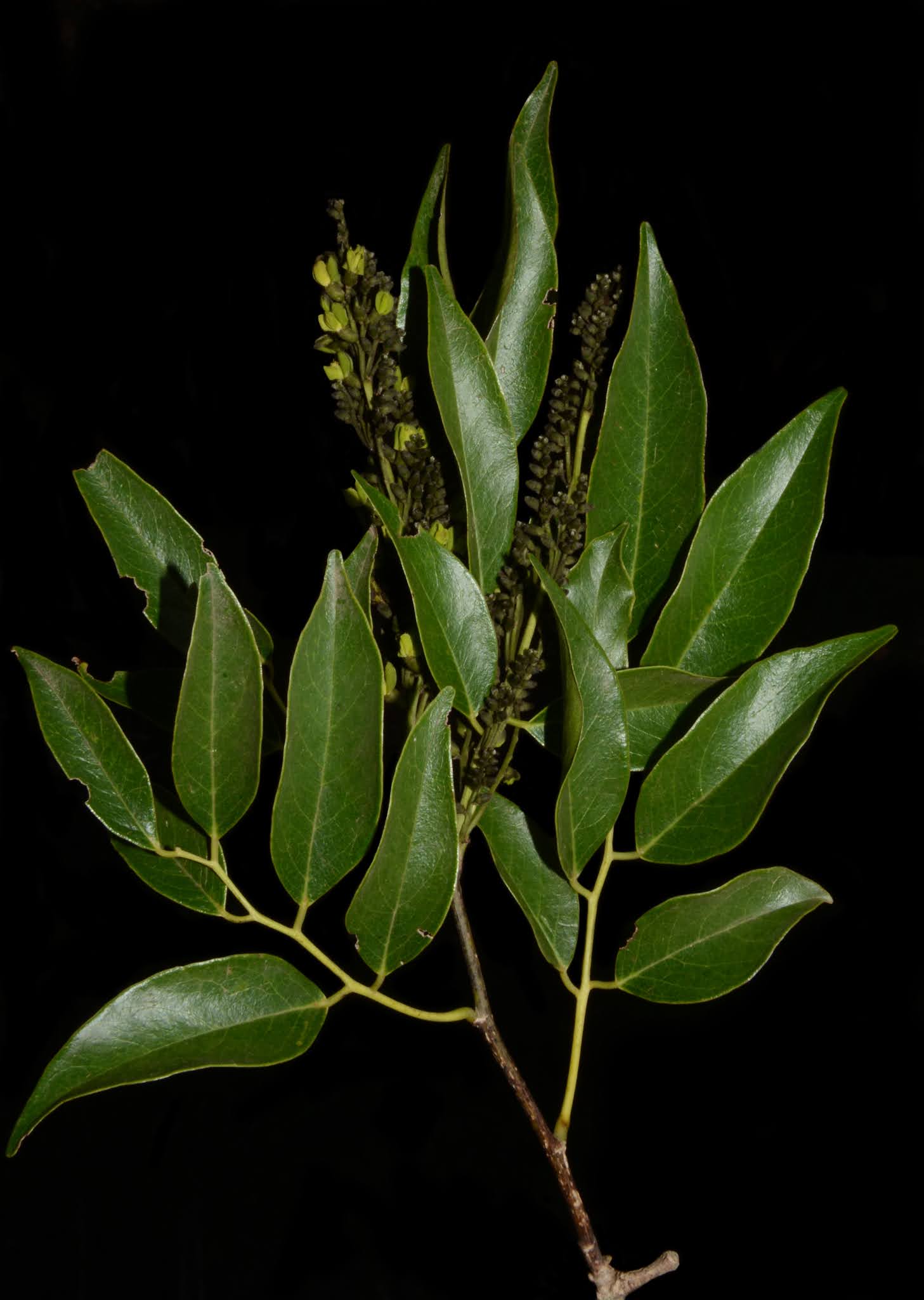 Fabaceae - Leguminosae no Brasil: Machaerium